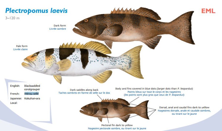 Aquaculture à Hao : danger ou opportunité pour les Tuamotu
