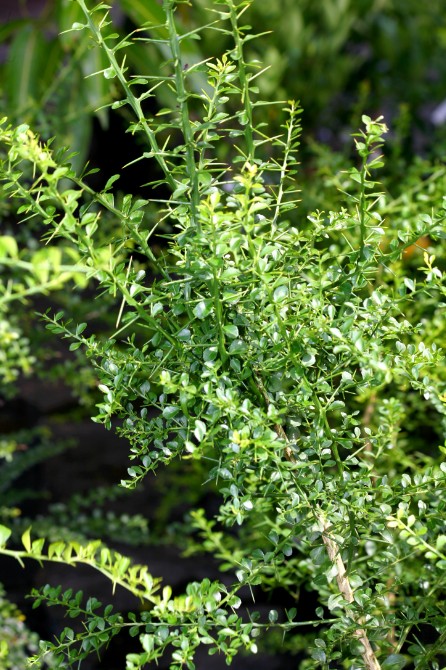 A la Foire agricole, une grande nouveauté : le citron caviar