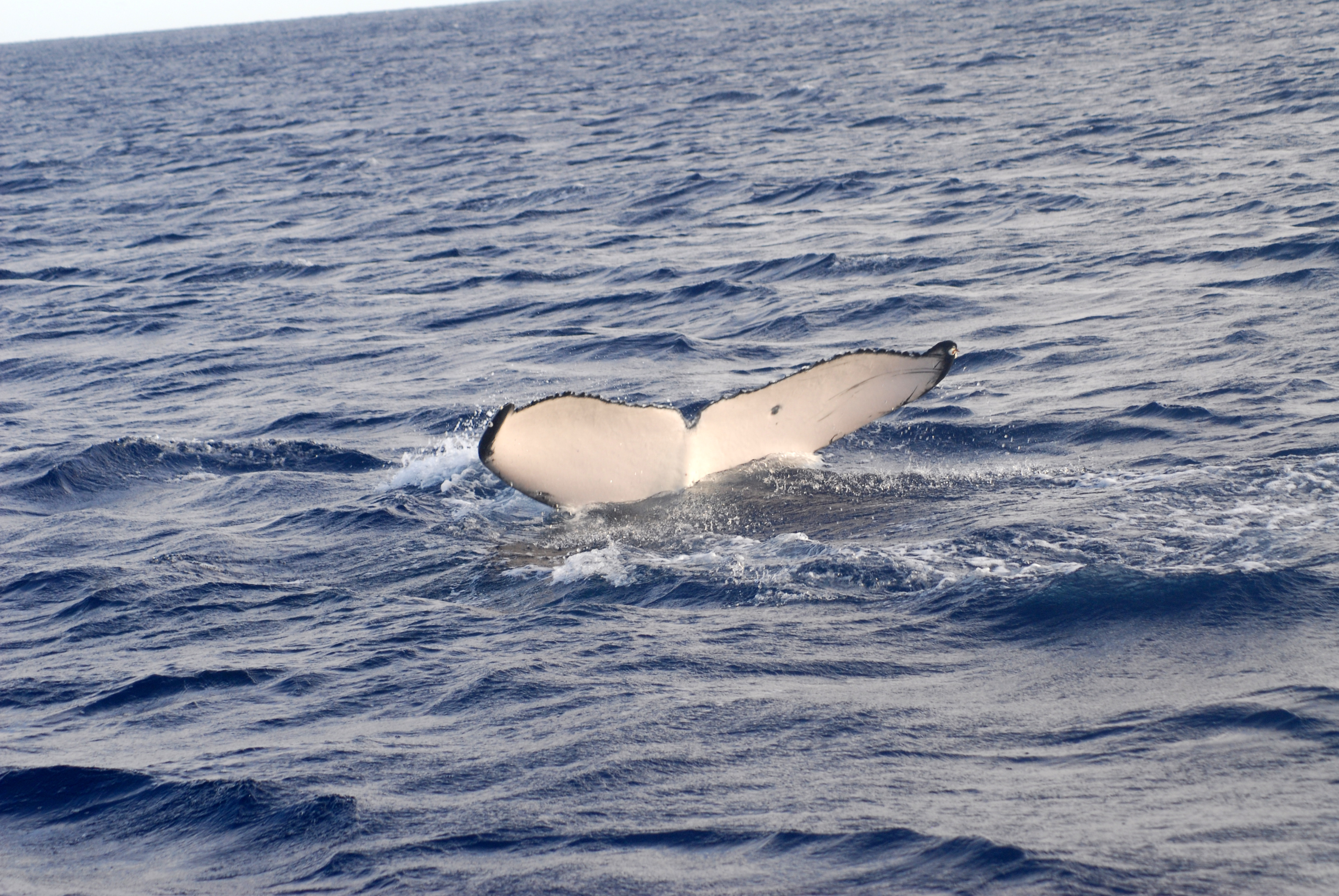 Une première baleine à bosse observée aujourd'hui à Moorea
