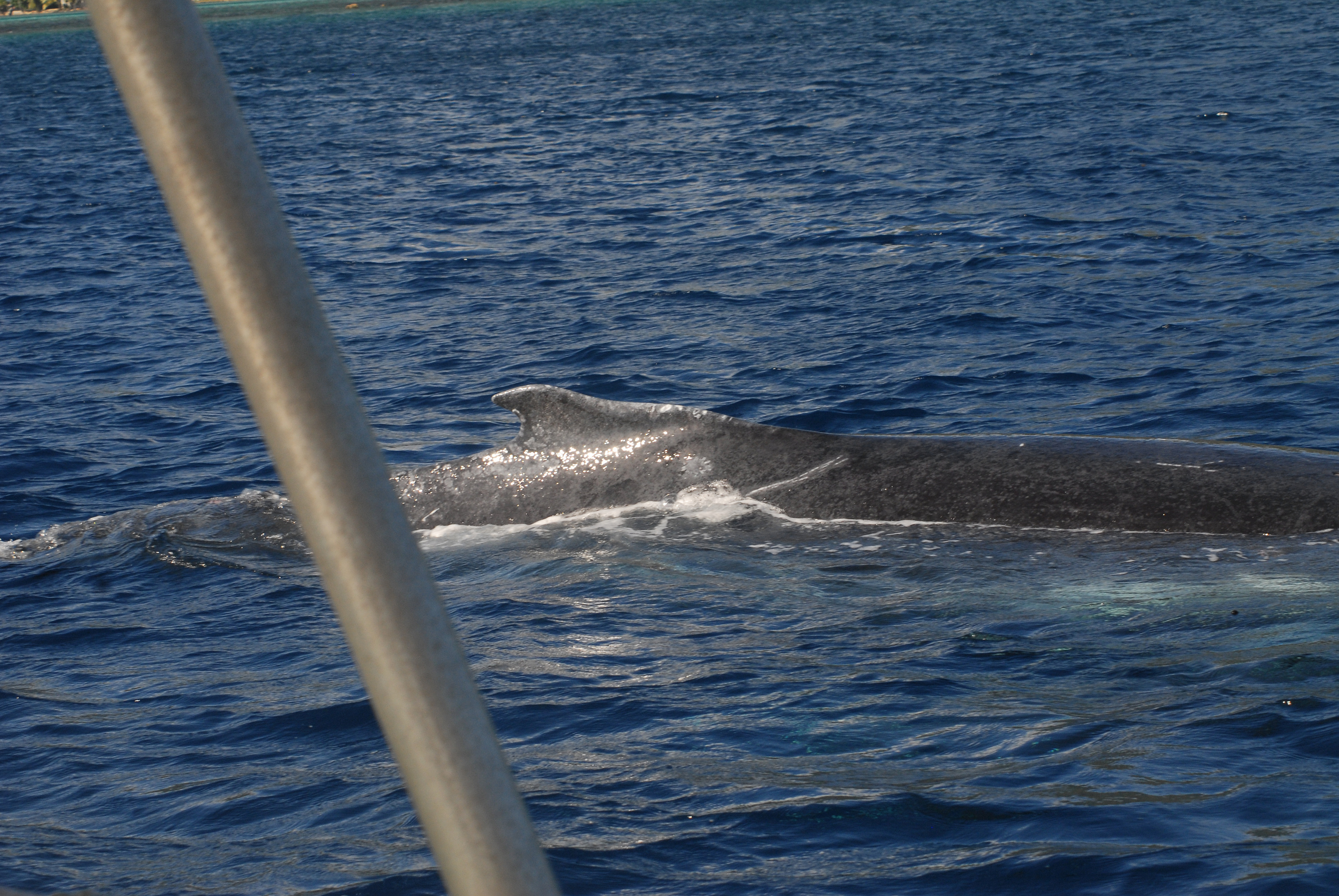 Une première baleine à bosse observée aujourd'hui à Moorea
