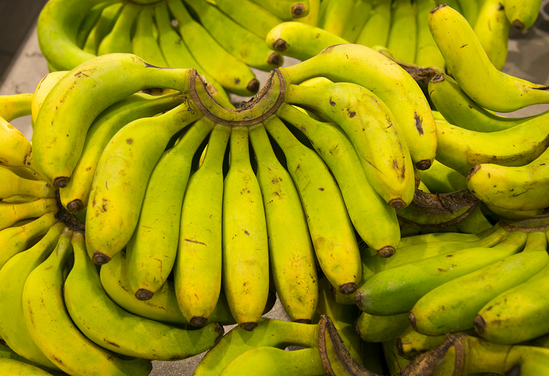 Antilles: de nouvelles variétés de bananes pour pérenniser la filière