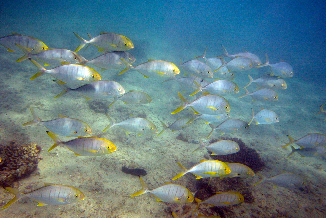 Les canicules marines n'affectent pas l'abondance des poissons, selon ...